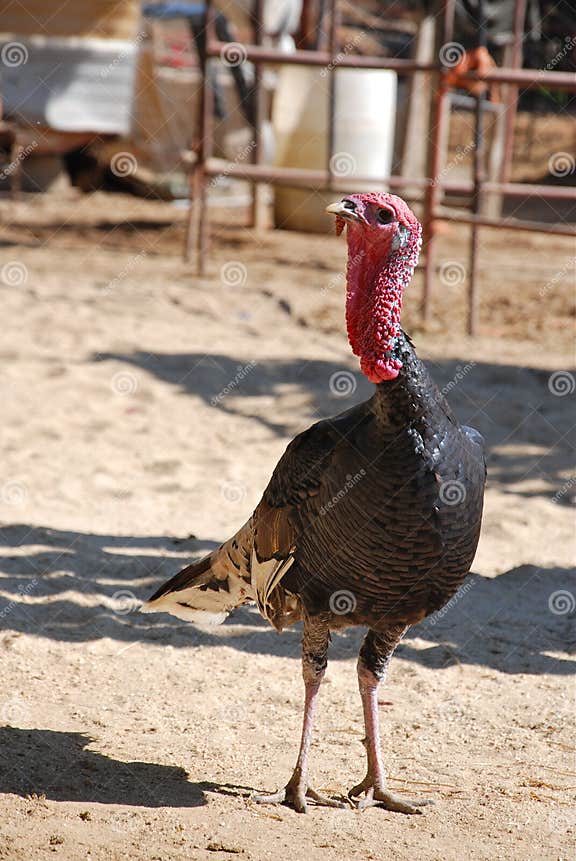 Turkey Bird stock image. Image of thanksgiving, farm - 17582765