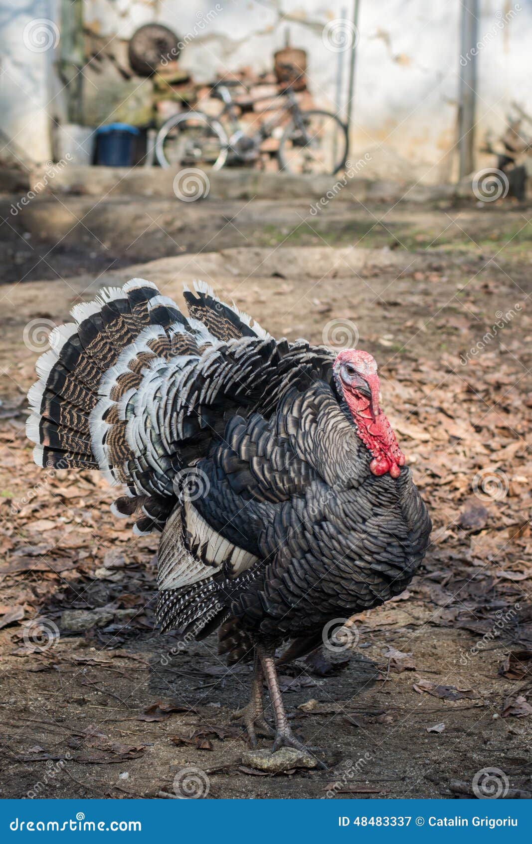 Turkey Bird in the Back Yard Stock Image - Image of close, turkey: 48483337
