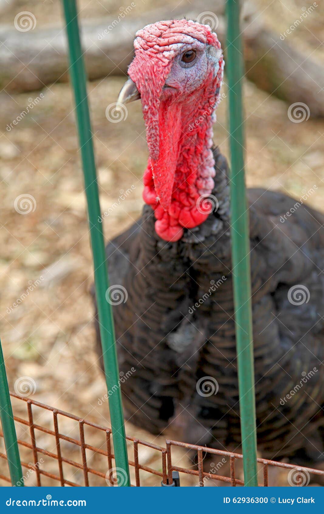 Turkey stock photo. Image of outdoors, wildlife, thanksgiving - 62936300