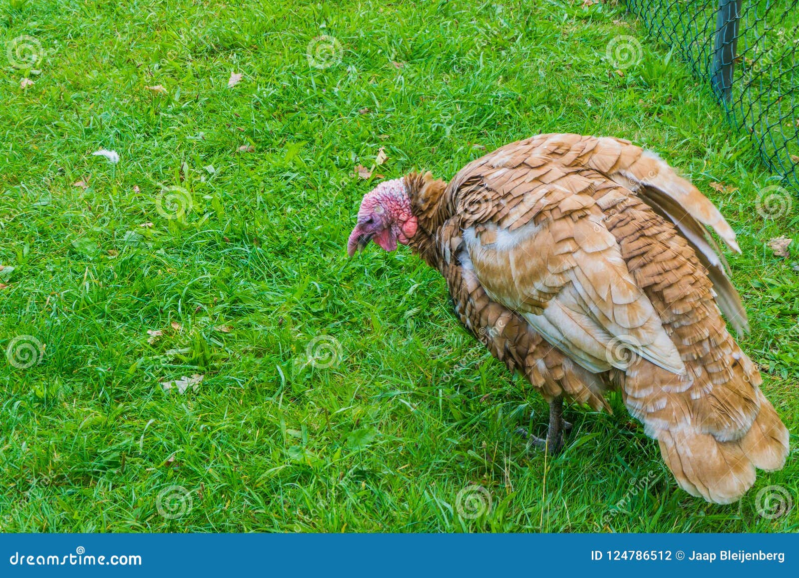 Turkey Bird in Close Up with Grass Lawn Stock Photo - Image of brown ...