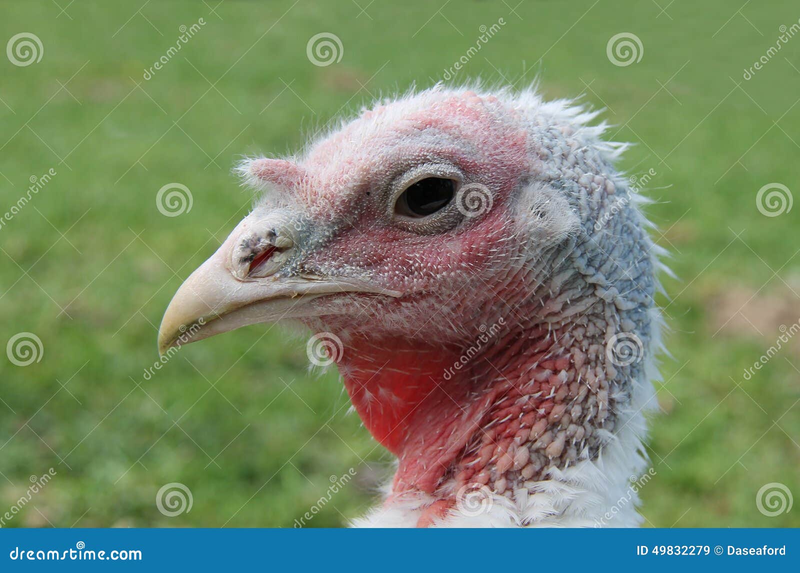 Turkey Bird Head. stock image. Image of turkey, plumage - 49832279