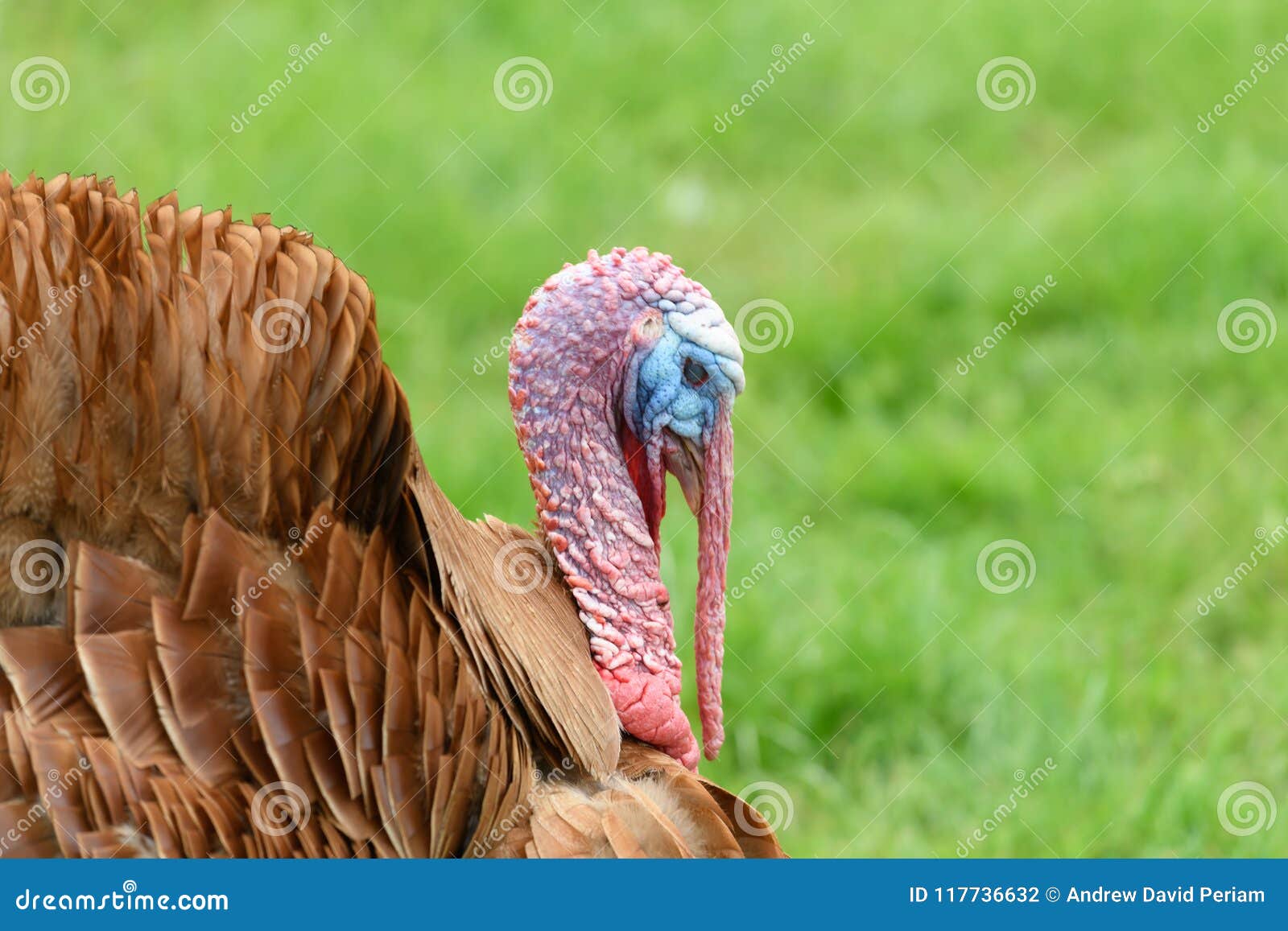 Turkey Bird Isolated stock photo. Image of food, gobbler - 117736632