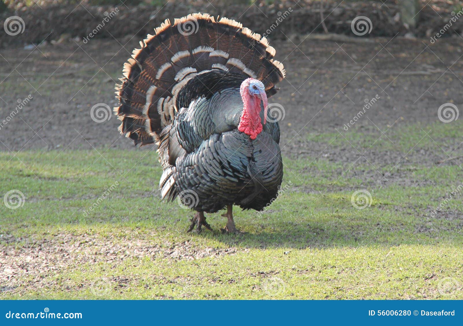 Turkey Bird. stock photo. Image of outdoors, beak, avian - 56006280
