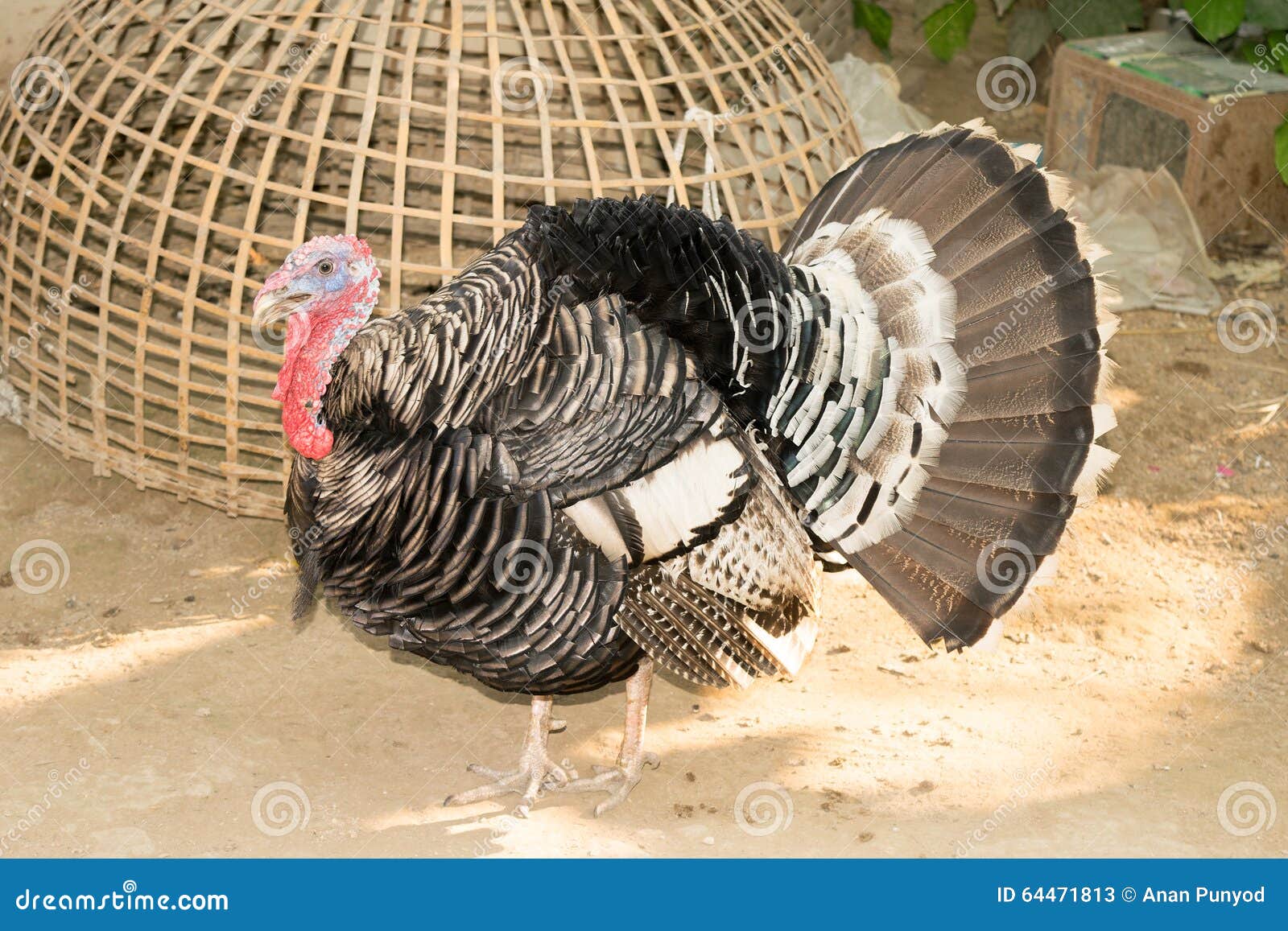 The Turkey Bird - Wild Turkey Walking Outdoors Stock Image - Image of ...
