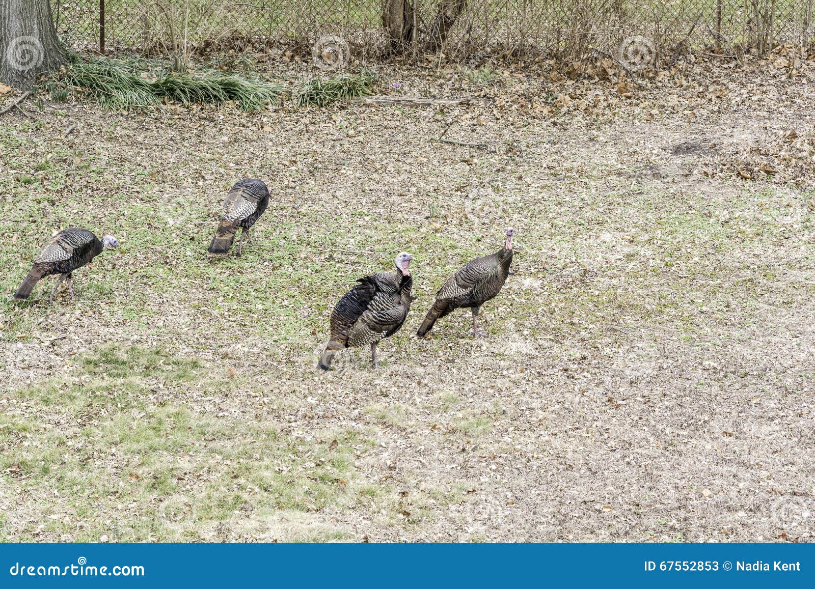 Turkey Birds Invade My Property Stock Image - Image of property ...