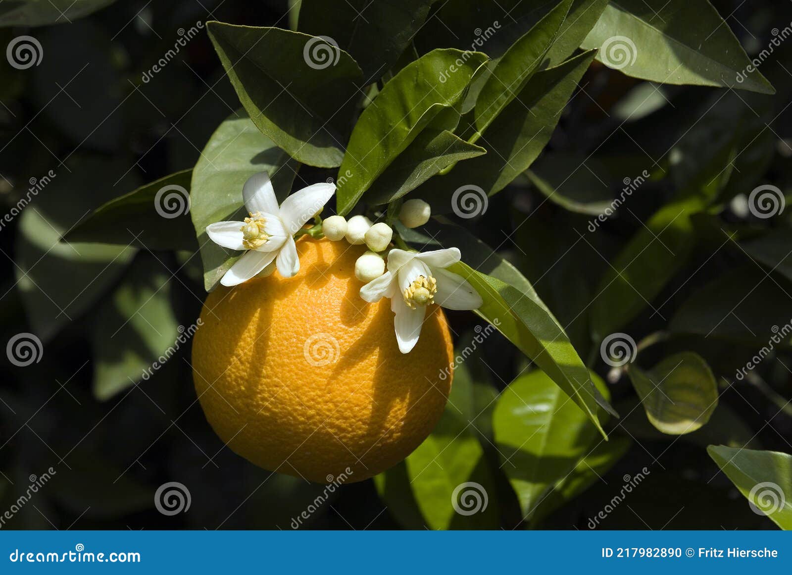 Turkey, Botany, Orange stock photo. Image of edible - 217982890