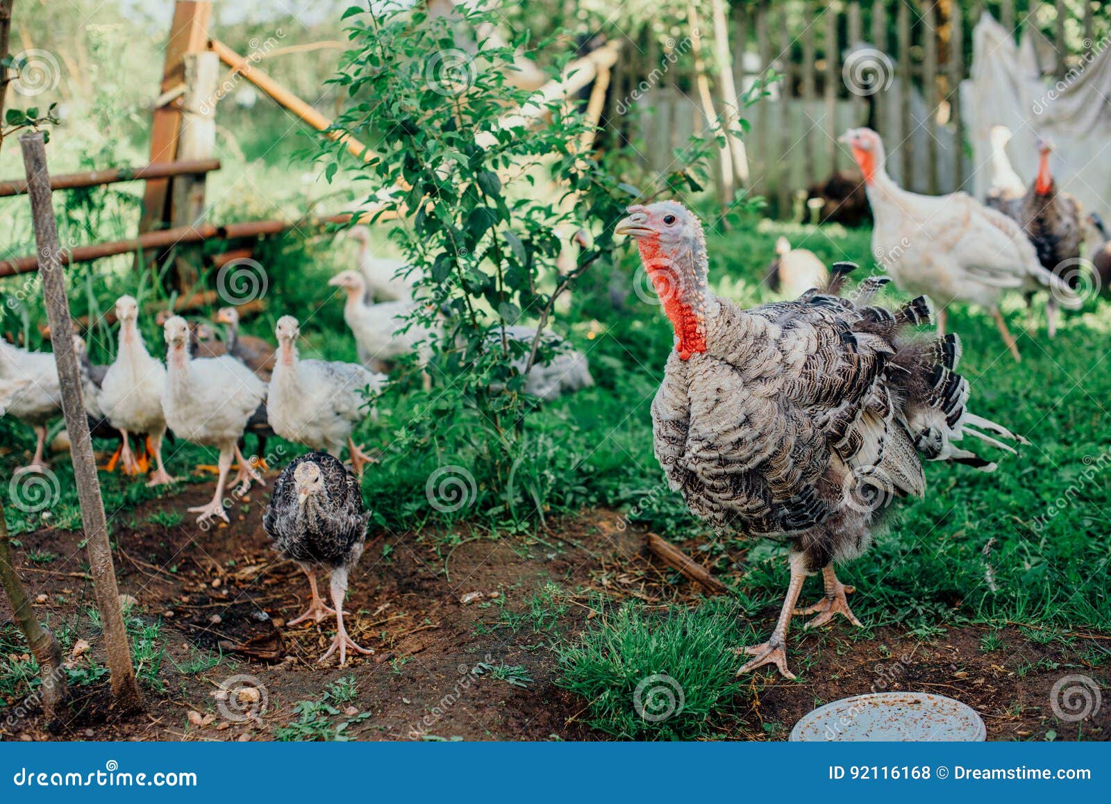 Turkey with a Brood of Chickens Grazing on a Green Meadow. Stock Photo ...