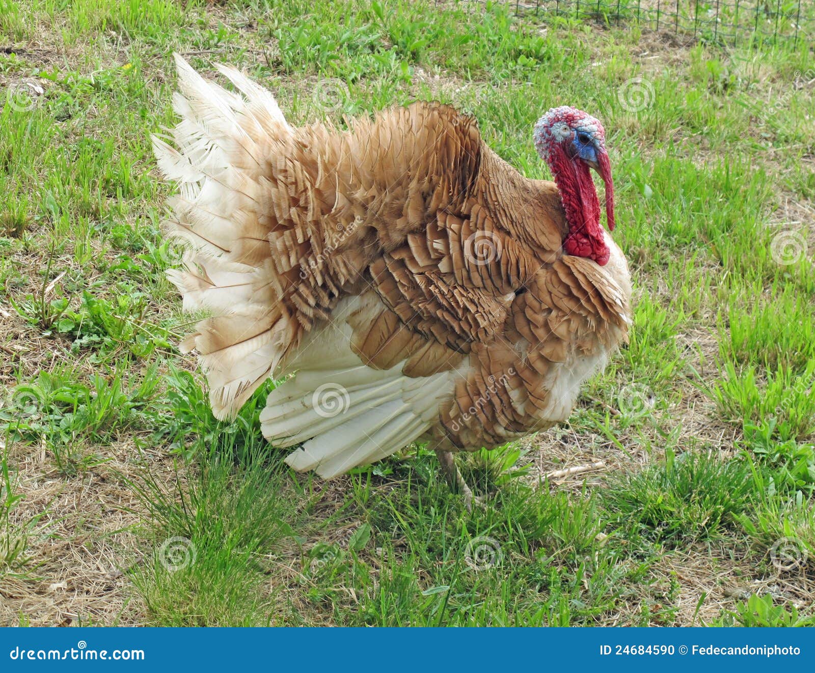 Turkey with Brown Feathers in the Courtyard Stock Photo - Image of farm ...