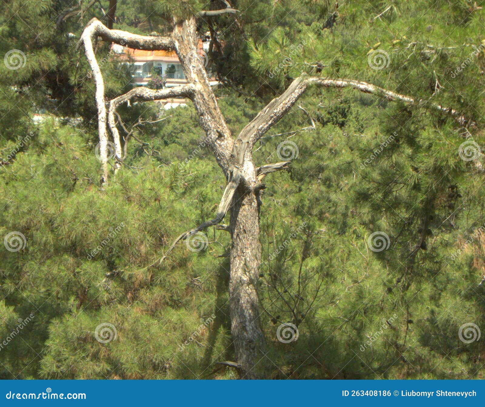 Turkey, Buyukada Island, Old Withered Tree Stock Photo - Image of ...