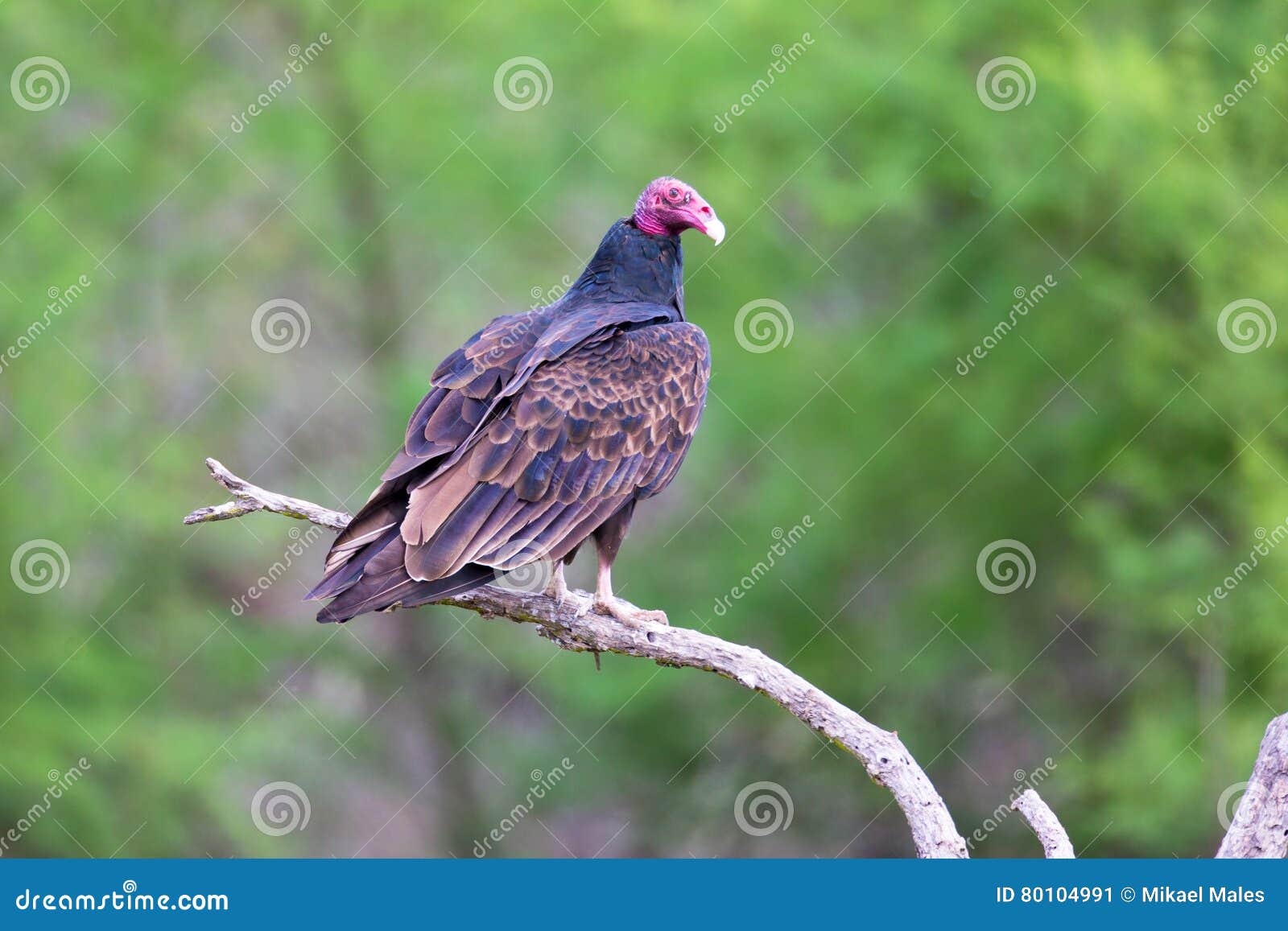 Turkey buzzard stock image. Image of prey, aura, america - 80104991