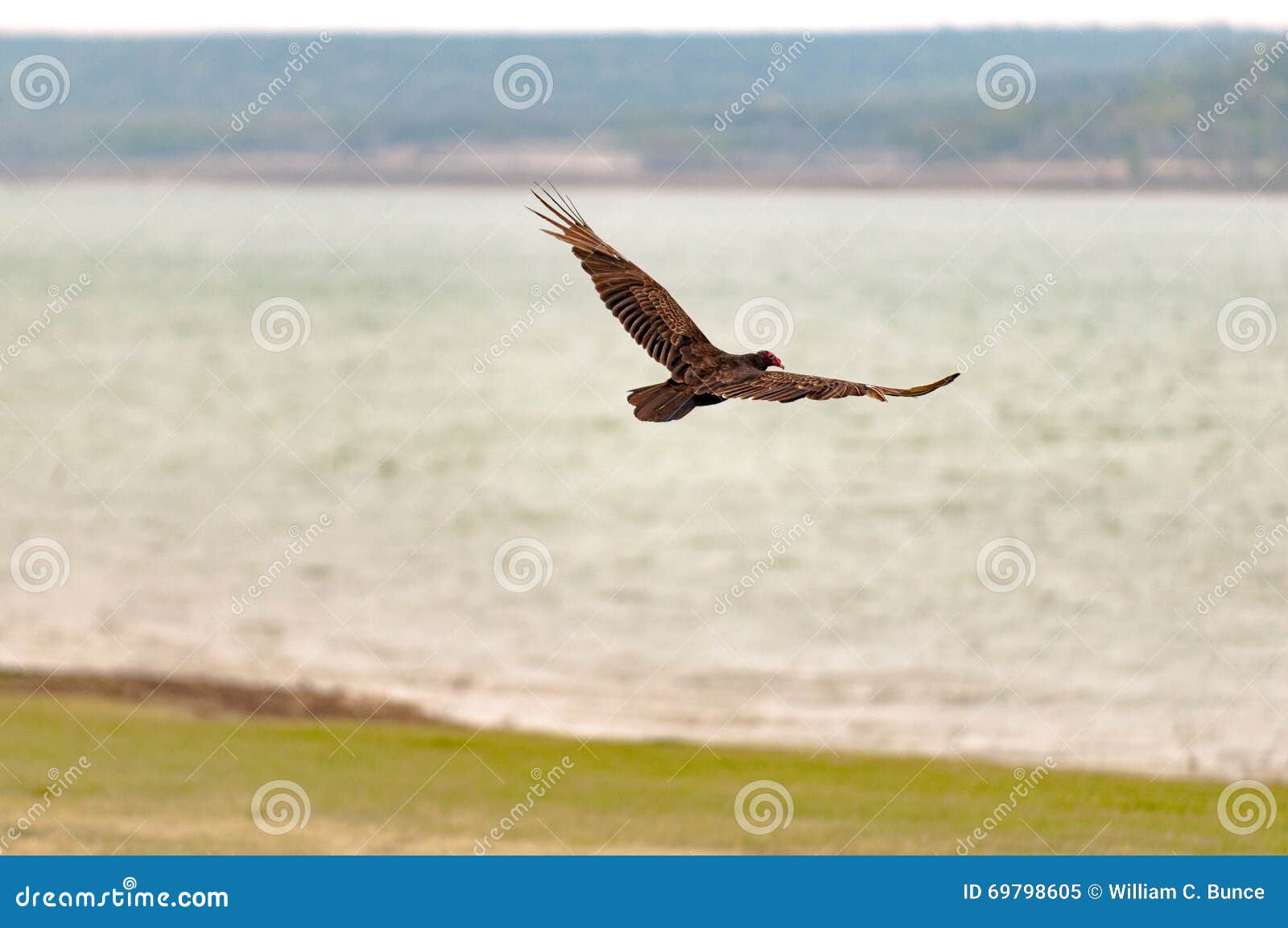 Turkey buzzard stock image. Image of circles, clear, north - 69798605