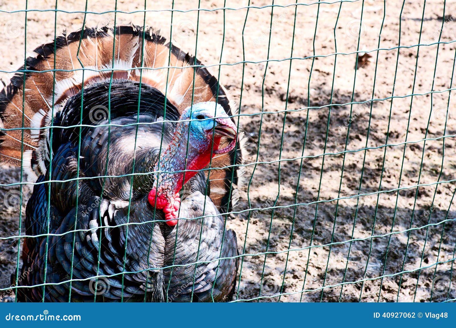 Turkey in a cage stock photo. Image of ruffled, animals - 40927062