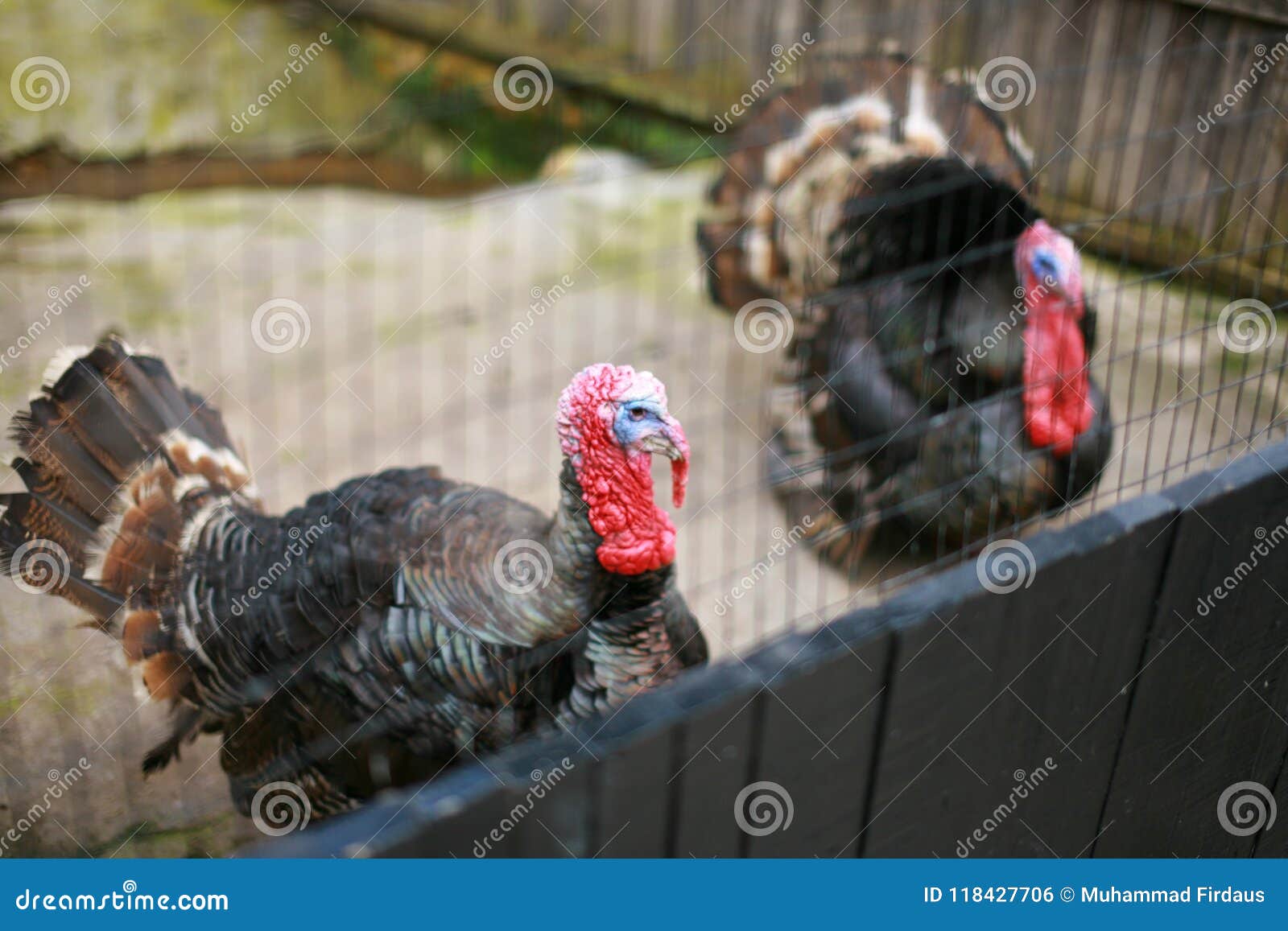 Turkey cage stock photo. Image of together, wildlife - 118427706