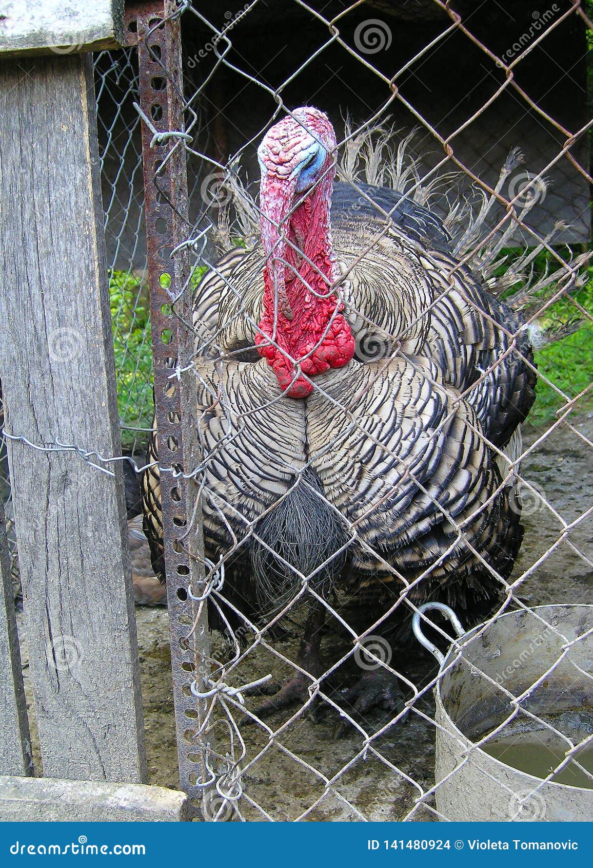 Turkey Cage Stock Photos - Download 455 Royalty Free Photos