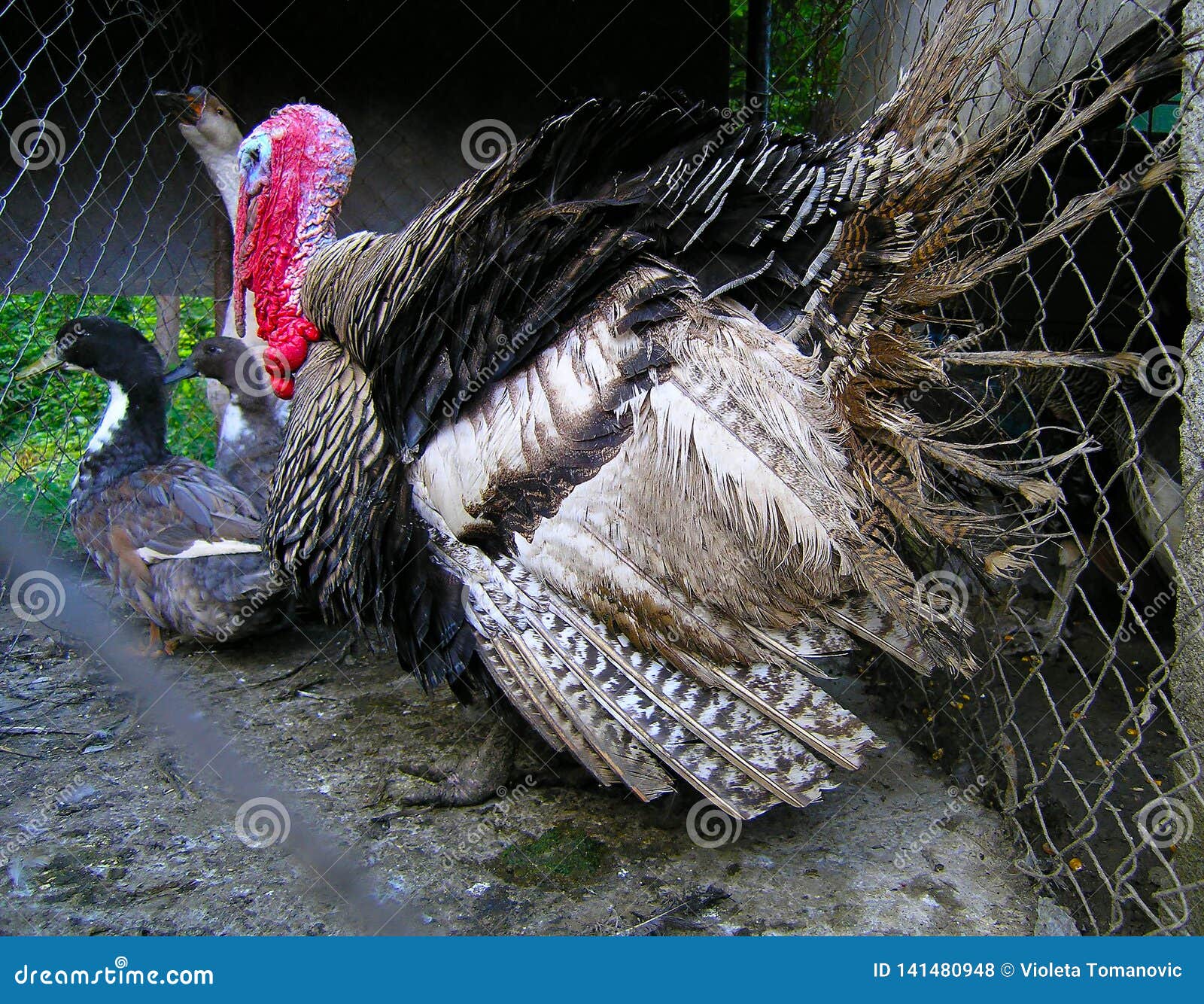 Turkey in the Cage, Village Stock Photo - Image of green, grass: 141480948