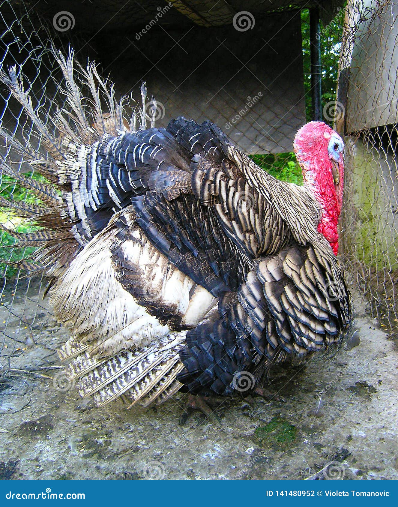 Turkey in the Cage, Village Stock Photo - Image of nature, country ...