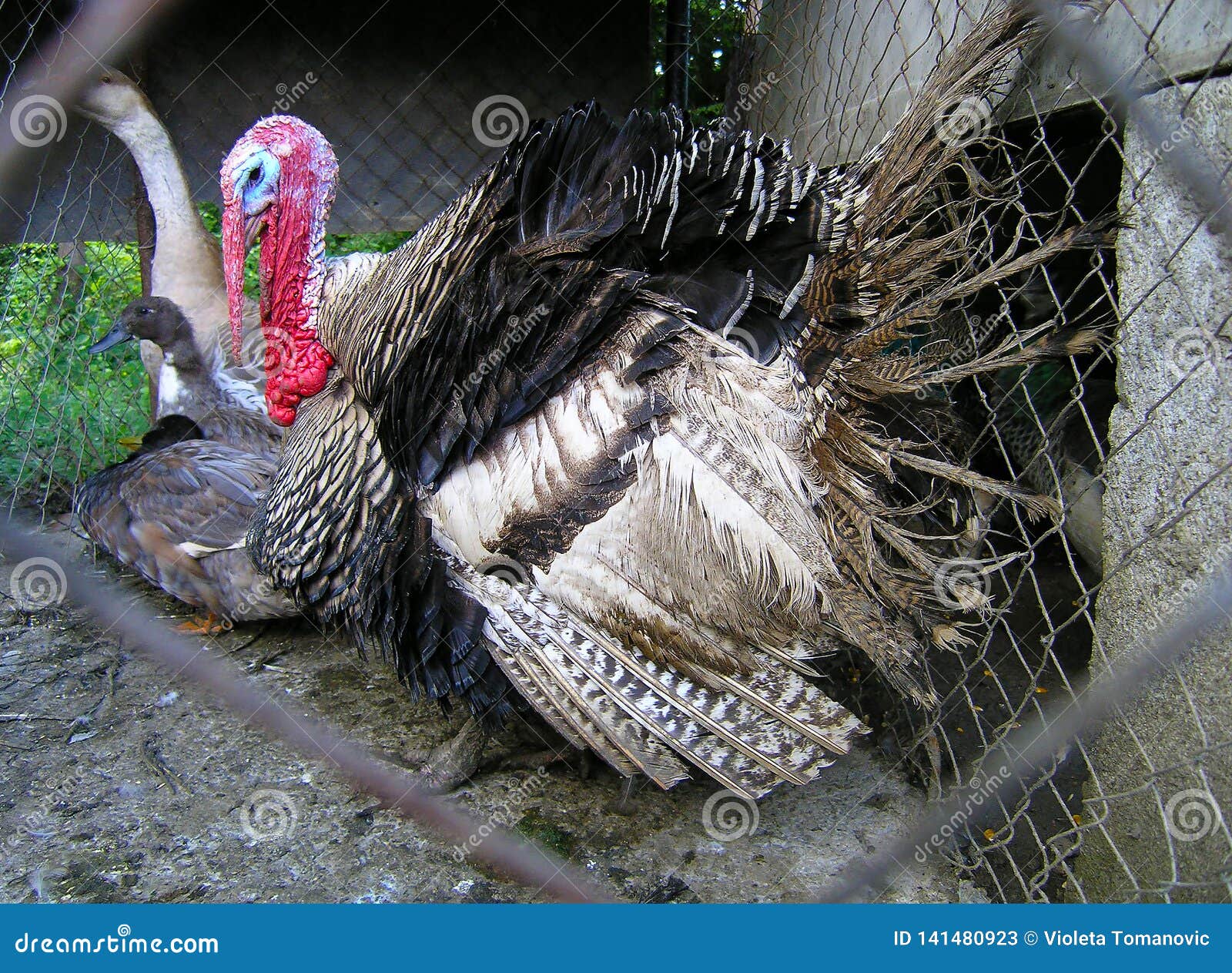 Turkey in the Cage, Willage Stock Image - Image of turkey, white: 141480923