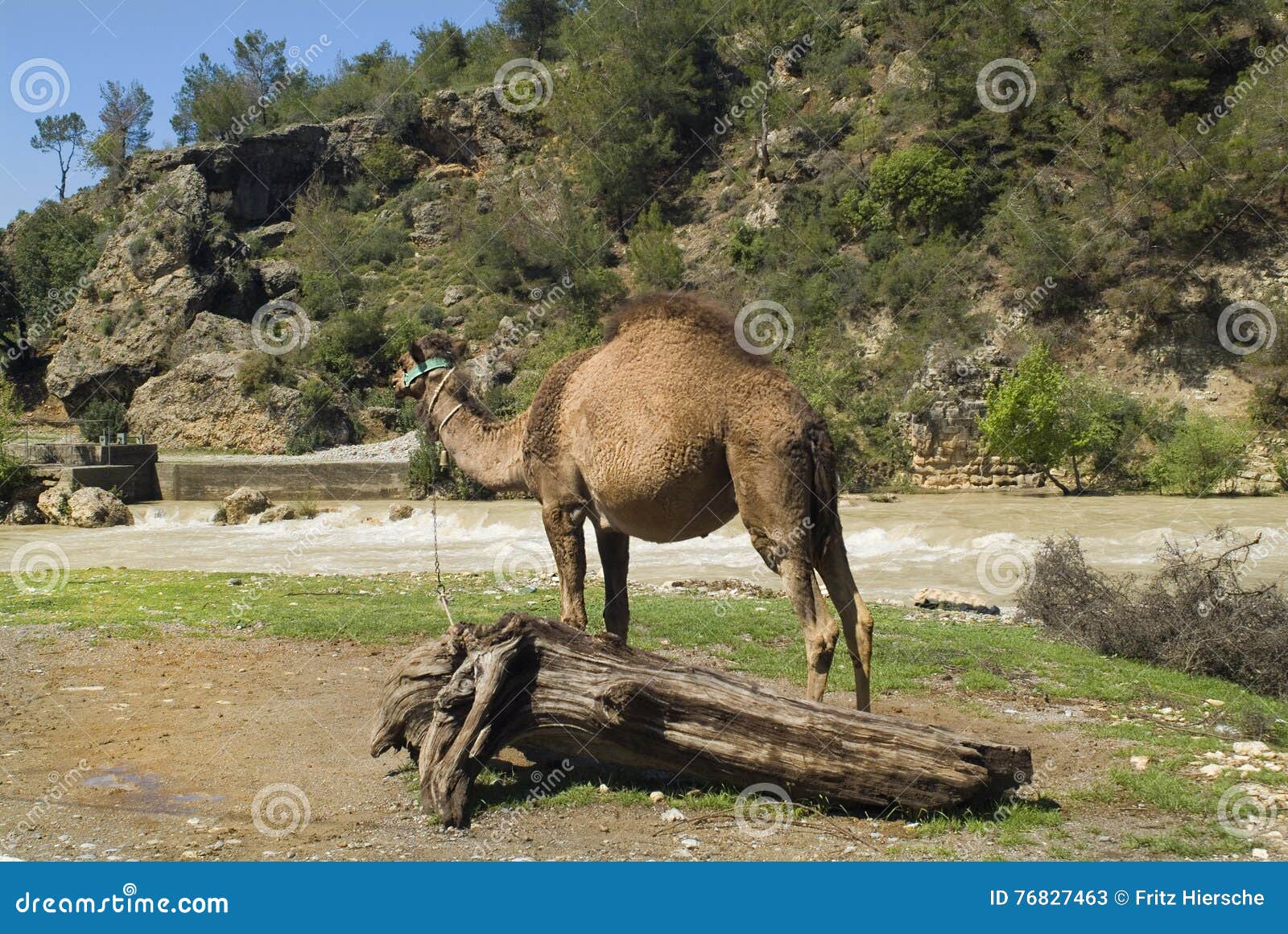 Turkey, Camel stock image. Image of animal, mammal, outside - 76827463