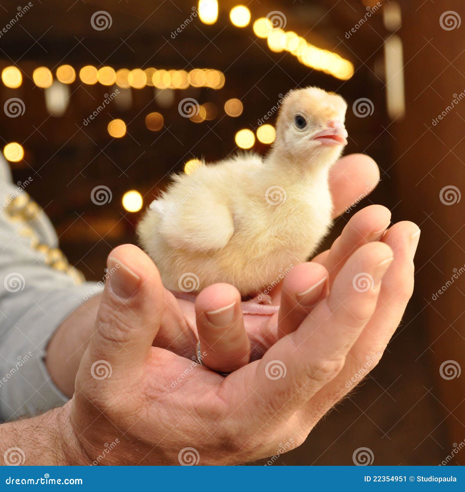 Turkey Chick in Turkey Barn Stock Image - Image of turkeys, feast: 22354951