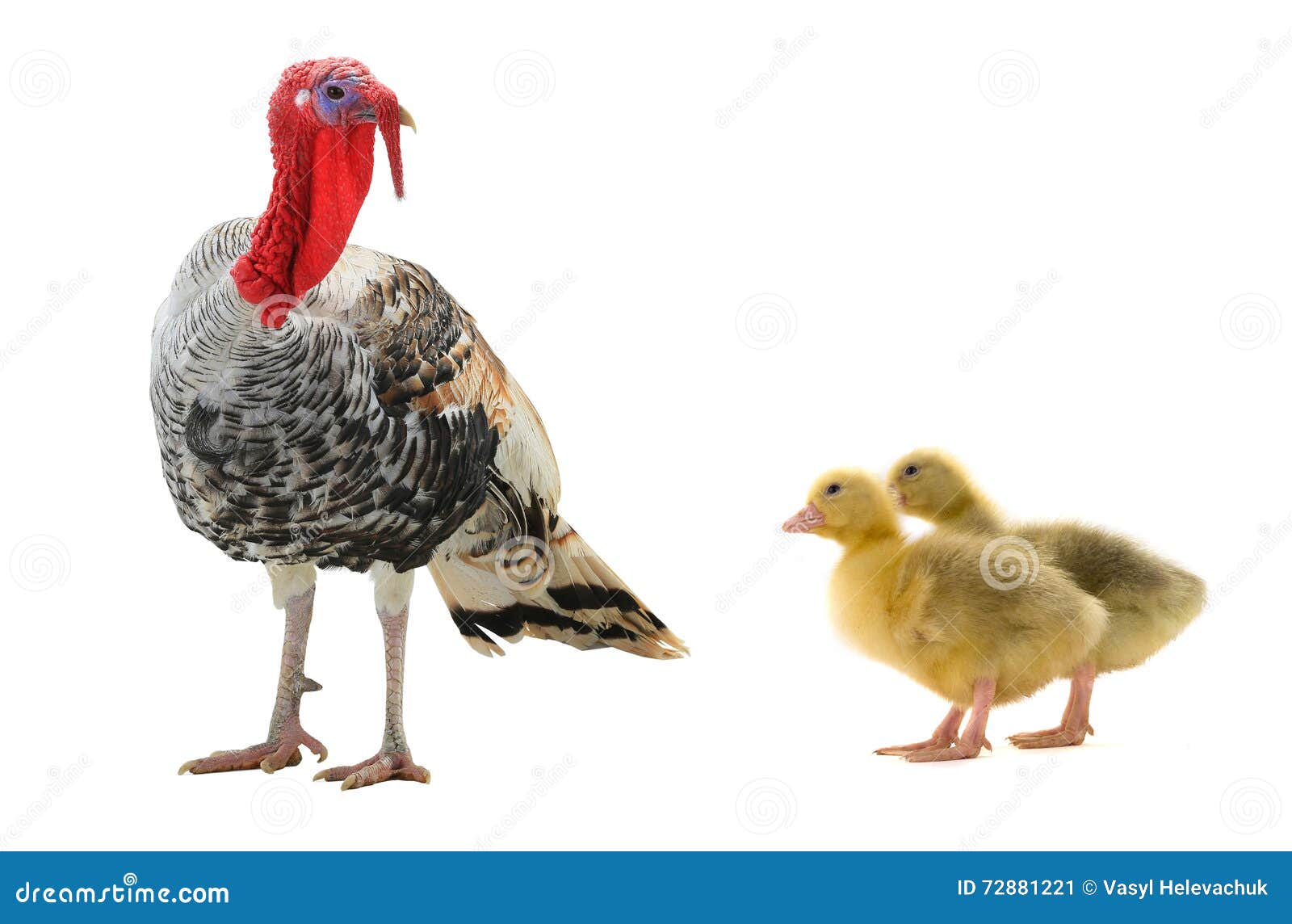 Turkey and chicken goose stock image. Image of farming - 72881221