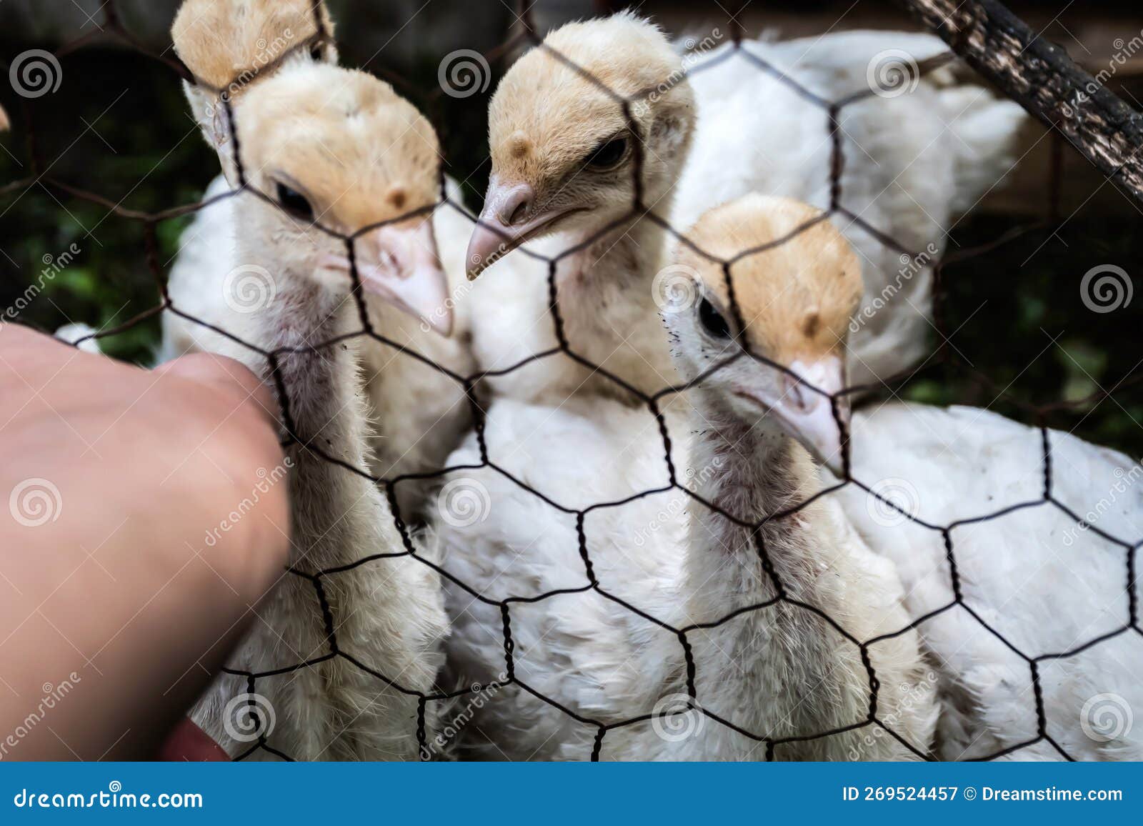 Turkey chicks in a cage stock image. Image of cute, meleagris - 269524457