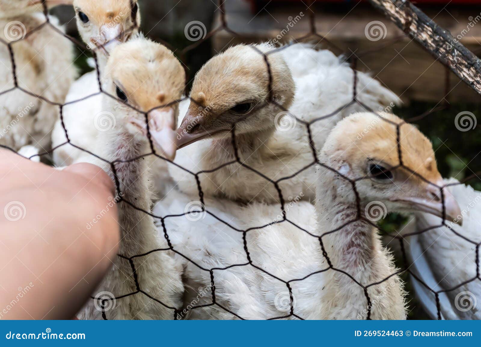 Turkey chicks in a cage stock image. Image of farm, babies - 269524463
