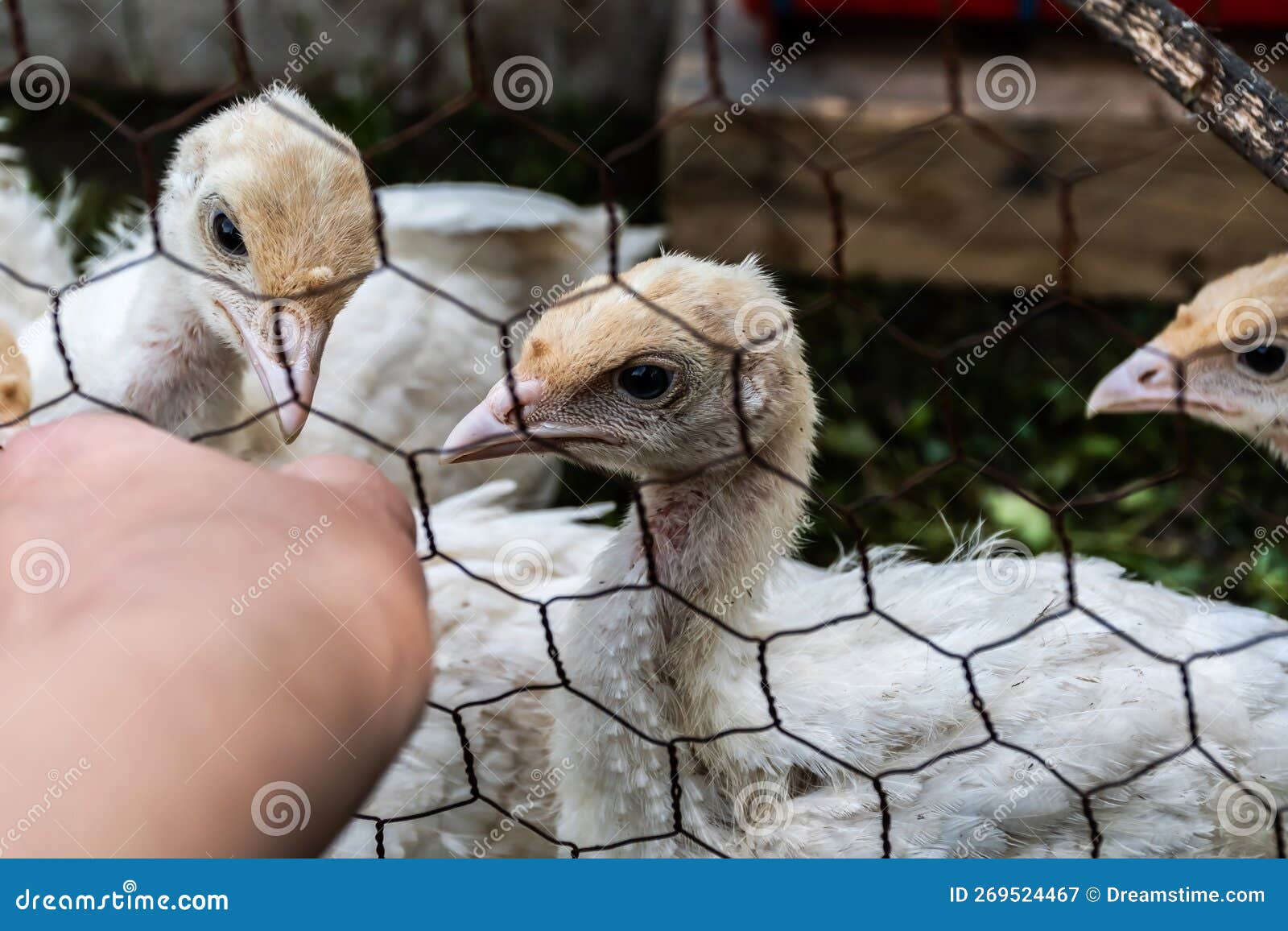 Turkey chicks in a cage stock image. Image of locked - 269524467