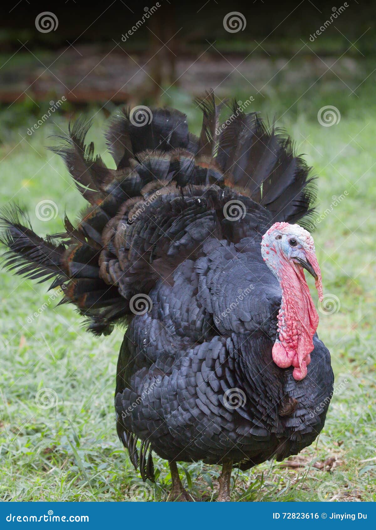 Turkey stock photo. Image of animal, thanksgiving, turkeys - 72823616