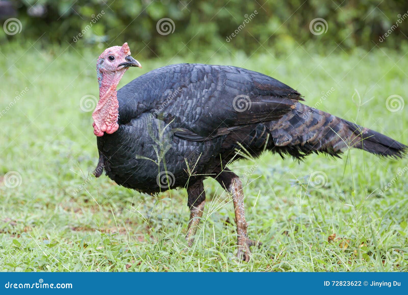 Turkey stock photo. Image of beak, thanks, animal, fauna - 72823622