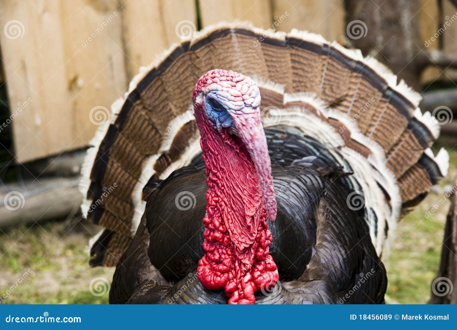 Turkey close-up stock image. Image of black, agriculture - 18456089