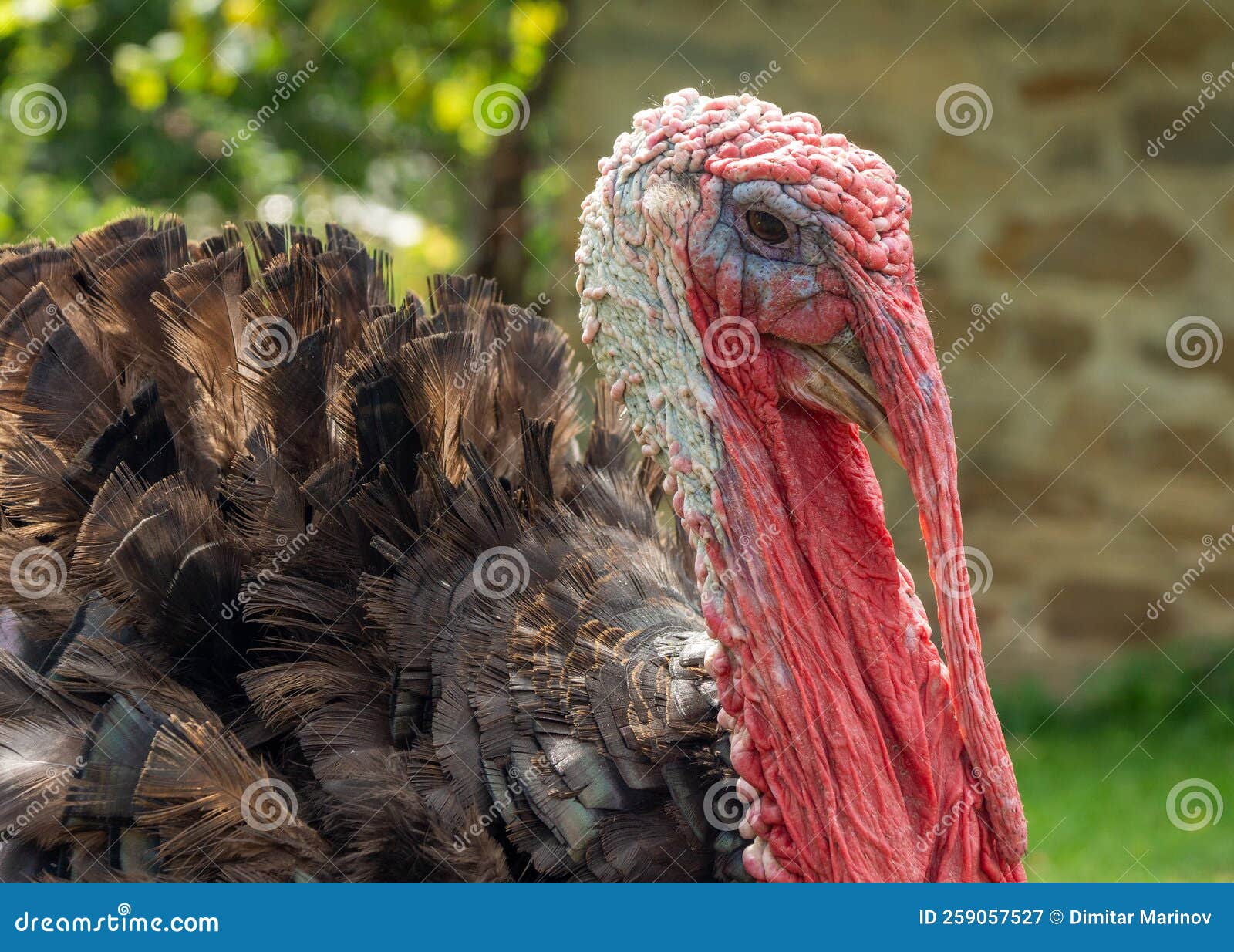 Turkey stock image. Image of head, close, domestic, bird - 259057527