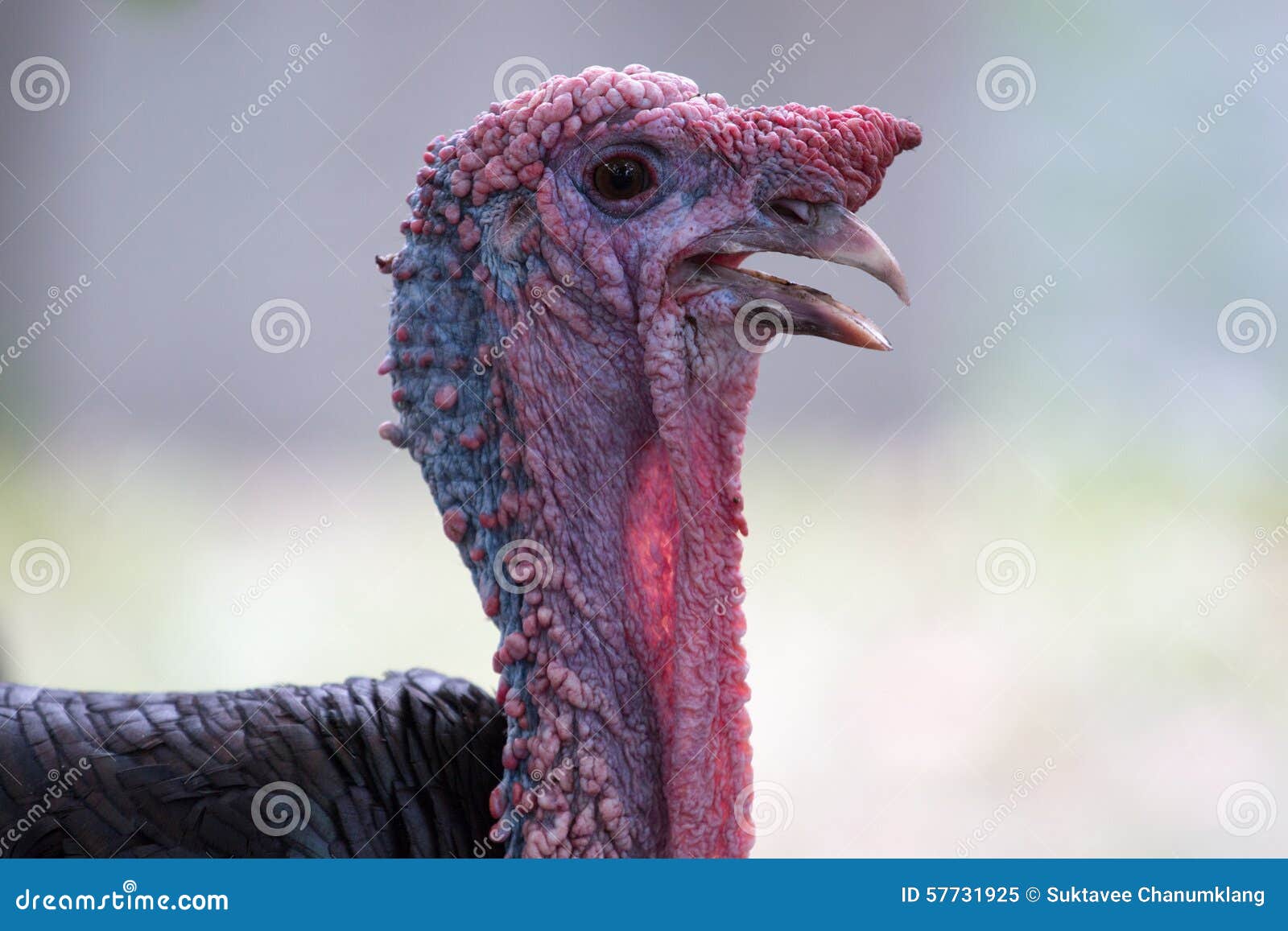 Turkey stock image. Image of farm, giving, stare, face - 57731925