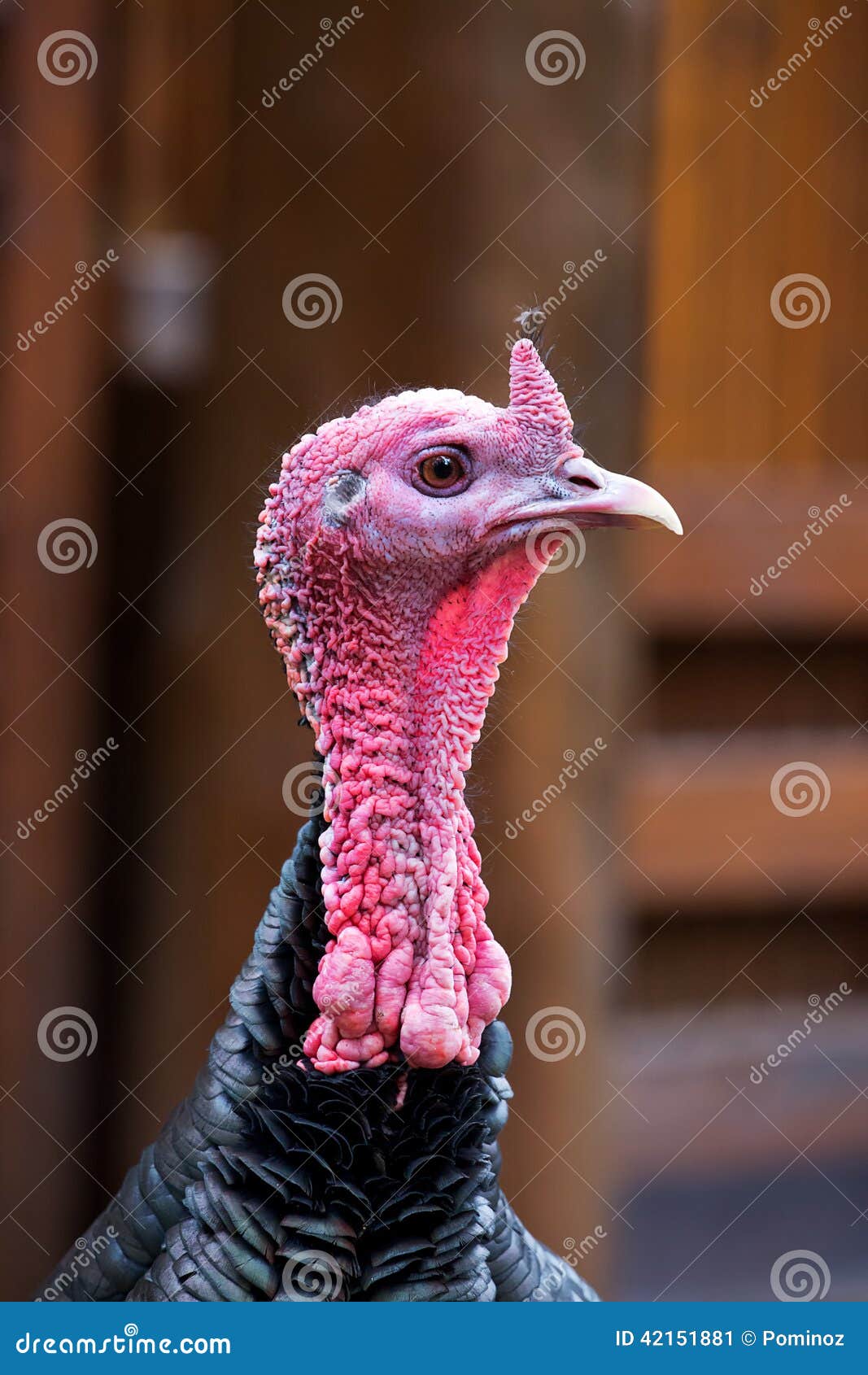 A Turkey stock image. Image of looking, people, animal - 42151881