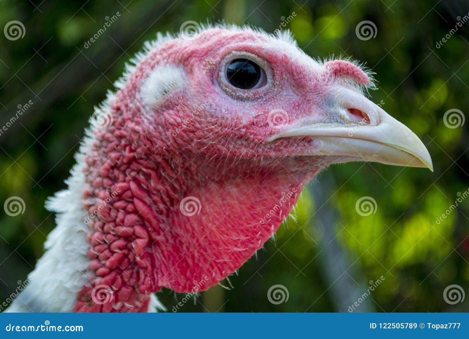 Turkey close-up head stock image. Image of animal, portrait - 122505789