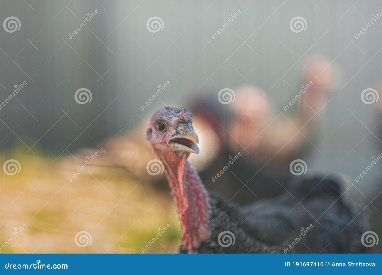 Turkey, Turkey Close-up, Live Turkey Stock Photo - Image of forest ...