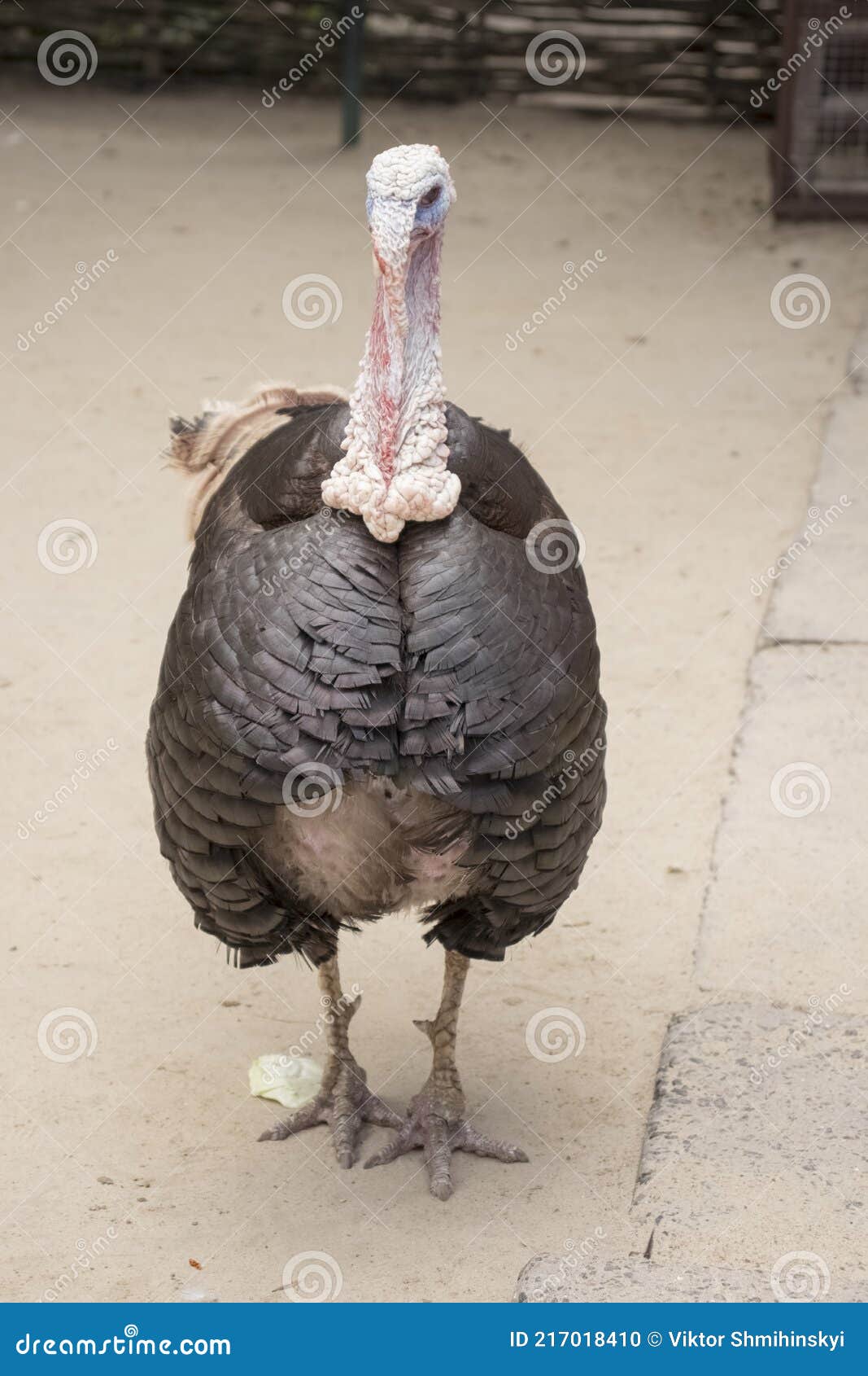 Turkey Close-up Looking at the Camera. Stock Photo - Image of village ...