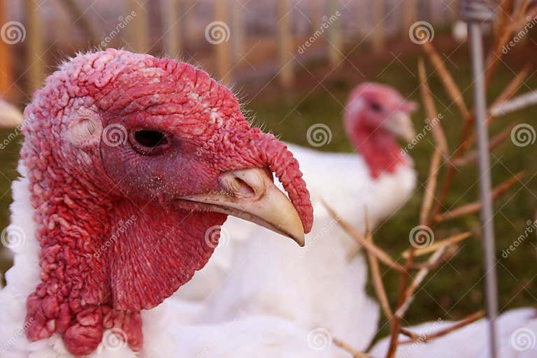 Turkey closeup stock image. Image of poultry, outdoors - 284723