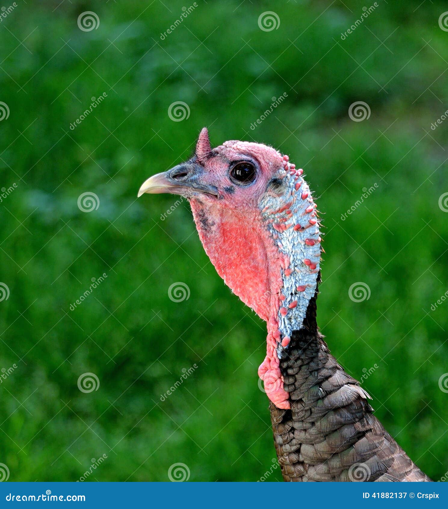 Turkey stock image. Image of looking, wild, green, plumage - 41882137