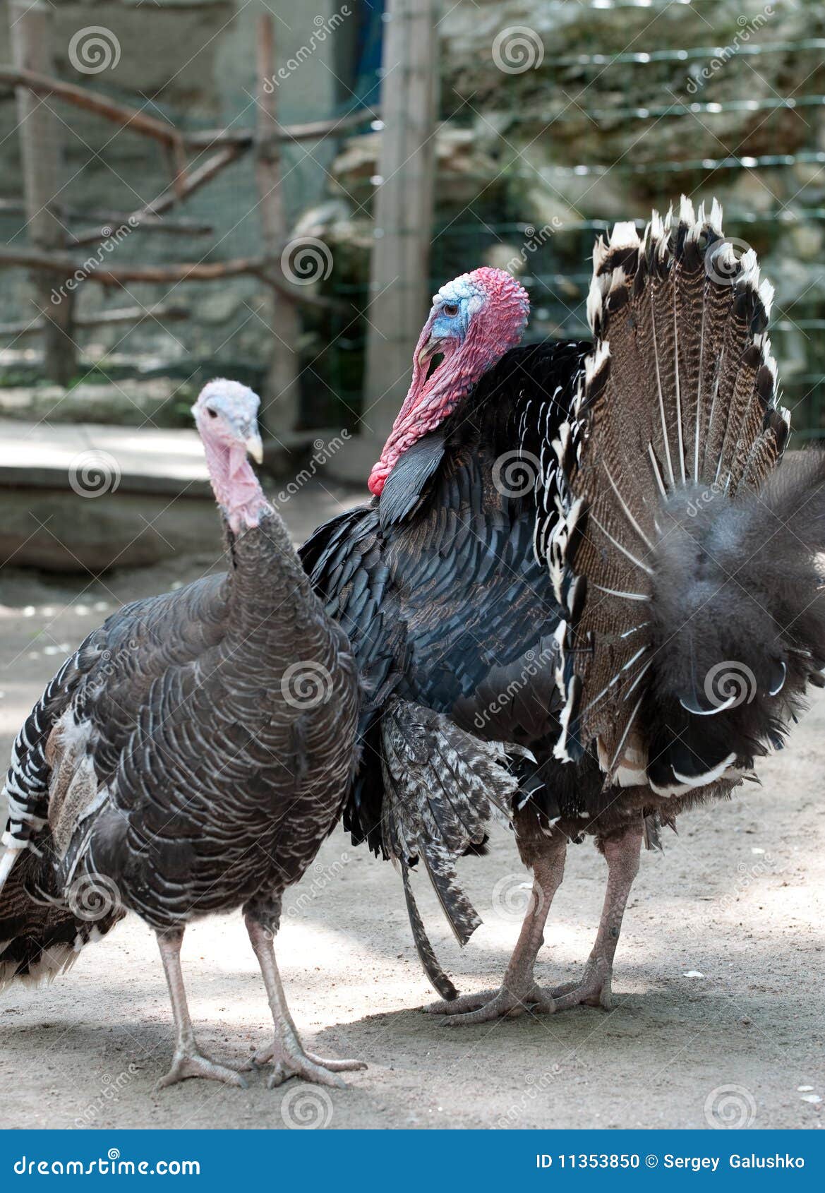 Turky Bird Stock Photos - Free & Royalty-Free Stock Photos from Dreamstime