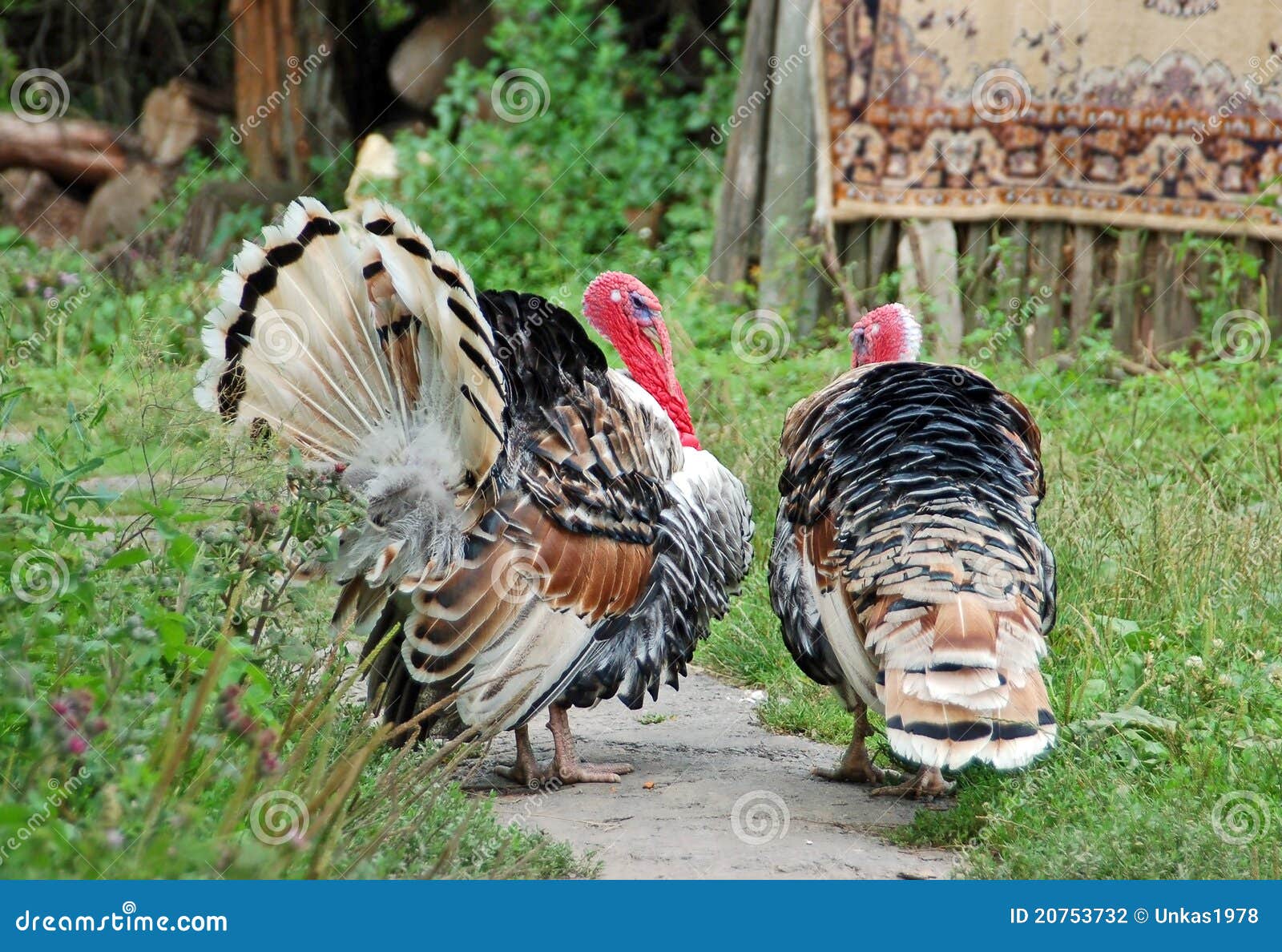 Turkey stock photo. Image of cluck, avian, turkey, bird - 20753732