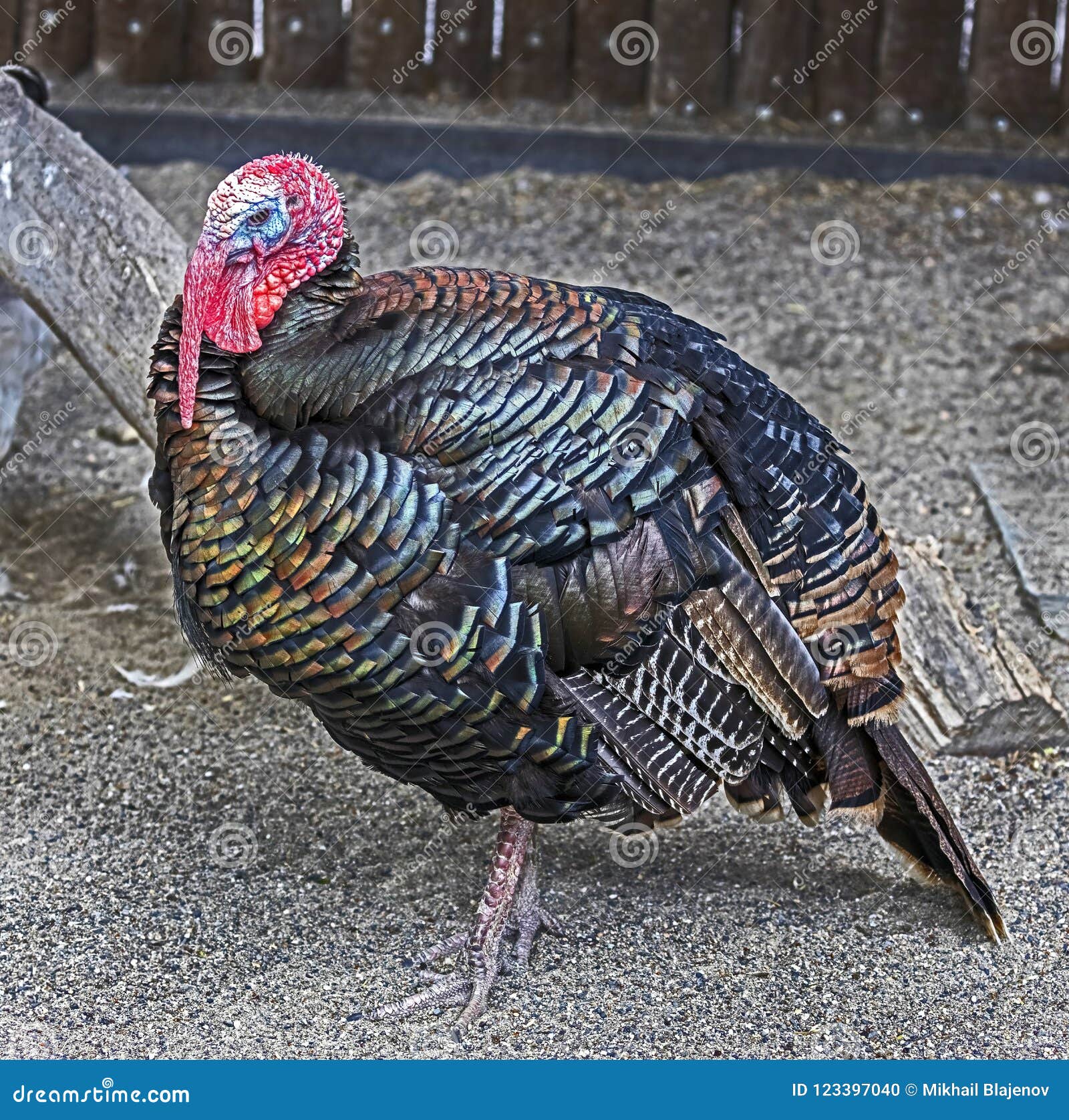 Red Turkey Male Gobbler Fanning His Tail Feathers And Wings Out Royalty ...