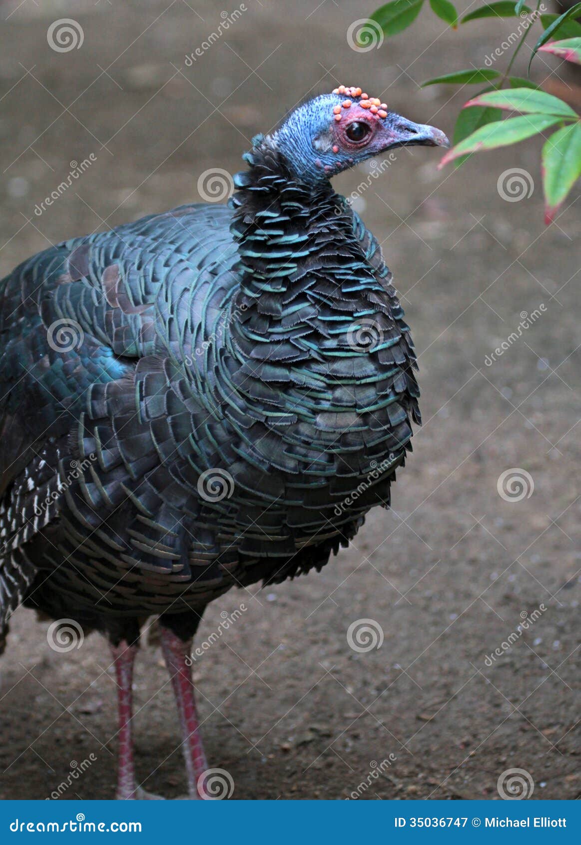 Turkey stock image. Image of field, buckskinman, feathers - 35036747