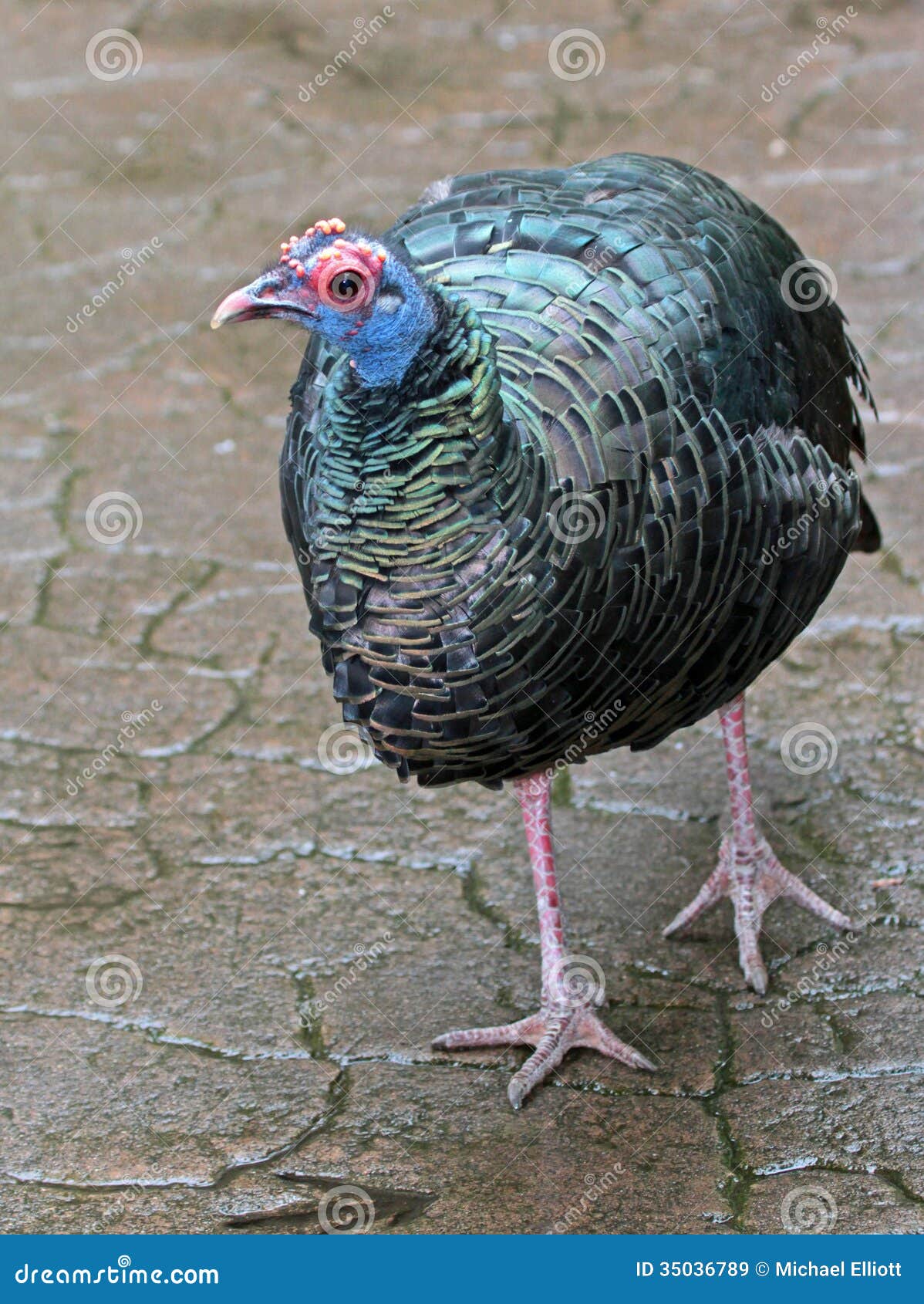 Turkey stock image. Image of food, frozen, look, turkey - 35036789