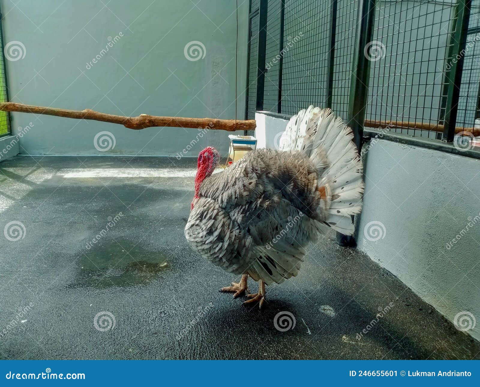 Turkey in the coop stock image. Image of stretching - 246655601