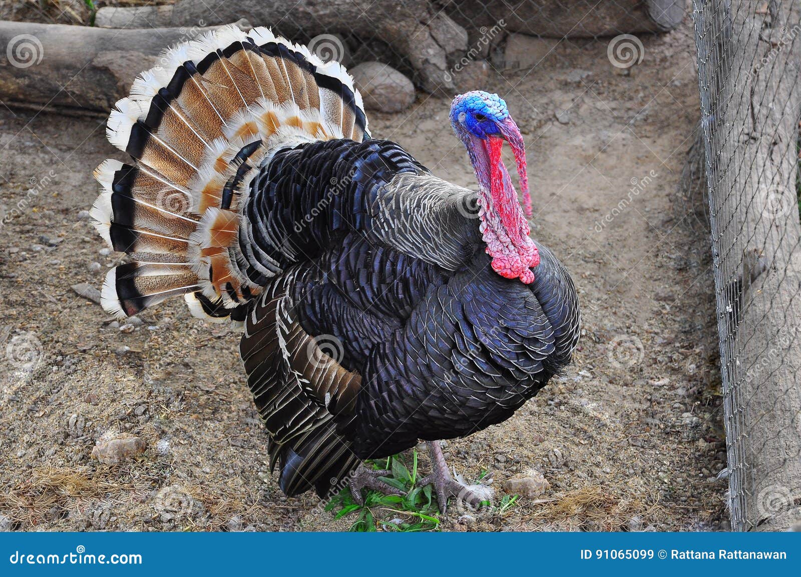 Turkey Courting in jail stock image. Image of chicken - 91065099