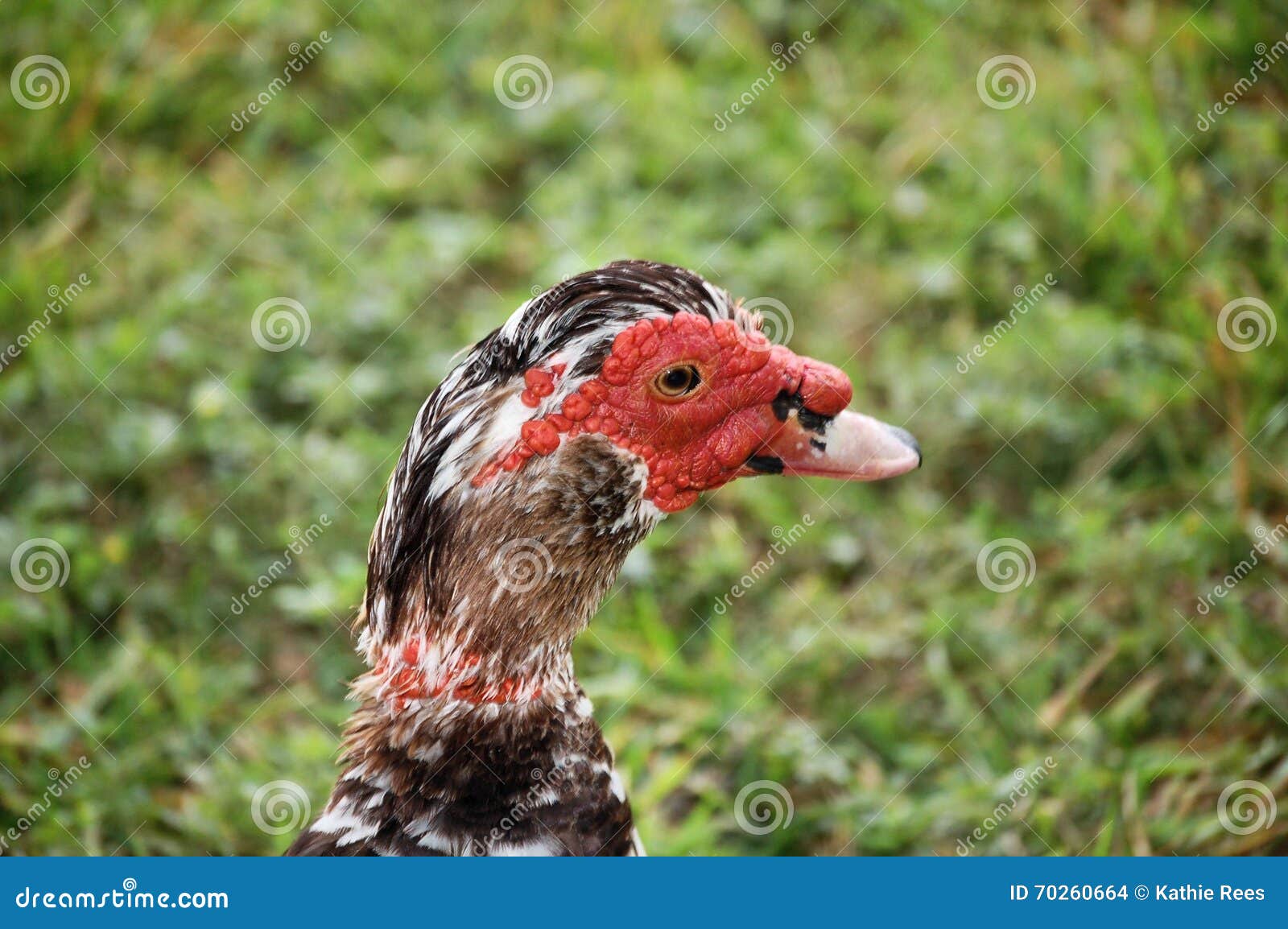 Turkey crest stock photo. Image of beak, colorful, animalhead - 70260664