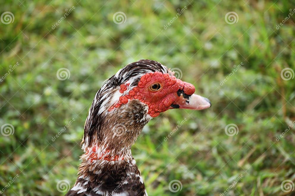 Turkey crest stock photo. Image of beak, colorful, animalhead - 70260664