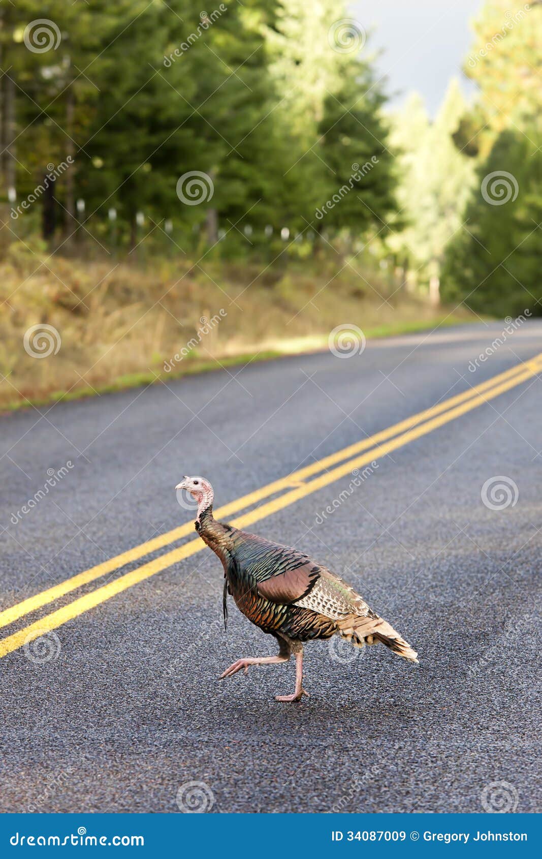 Turkey Chicken Cross