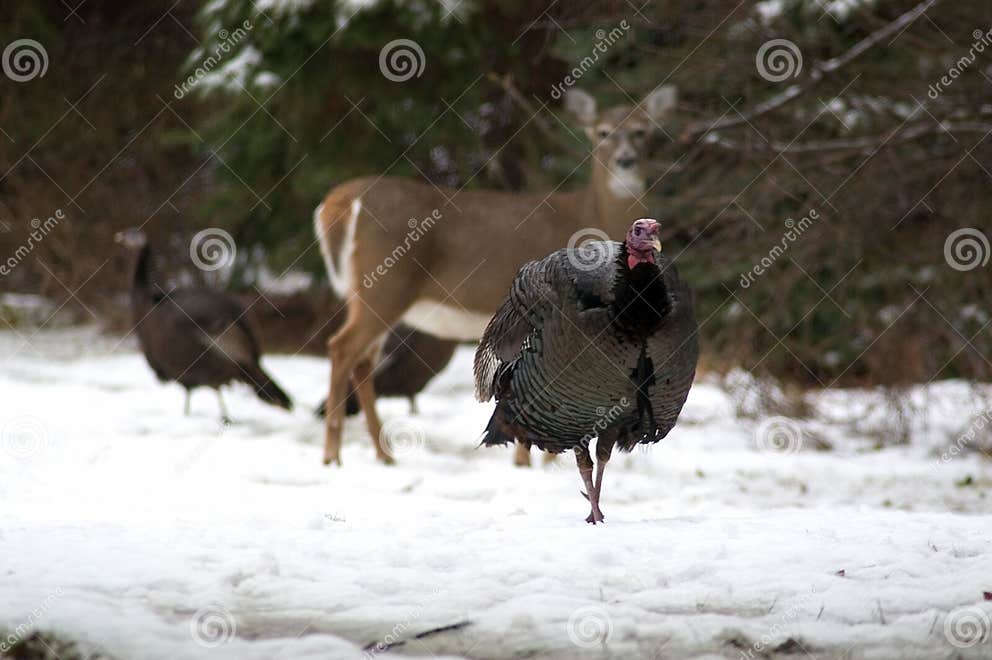 Turkey with Deer stock image. Image of wildlife, strut, tirkey - 58841