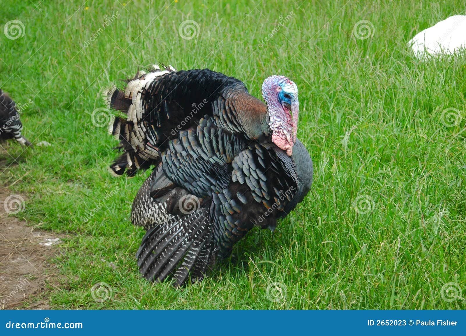 Turkey Display stock image. Image of poultry, strut, expand - 2652023
